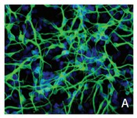 ReNcell® NSC Maintenance Media | SCM005